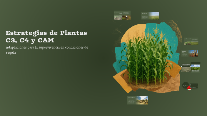Estrategias de Plantas C3, C4 y CAM by Andrea Sierra on Prezi