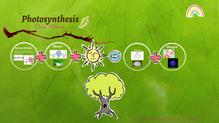 Photosynthesis Concept Map by Cam Warren on Prezi