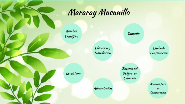 Mararay Macanillo by Manuela Rey on Prezi