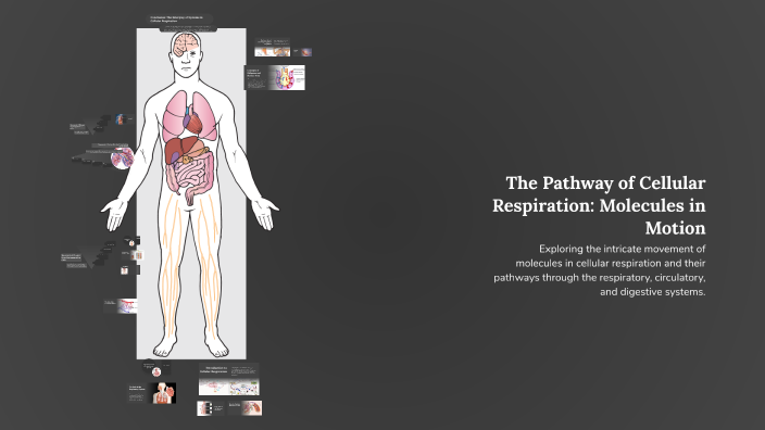 The Pathway of Cellular Respiration: Molecules in Motion by Abigail ...