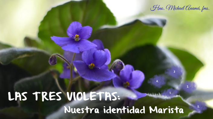 TRES VIOLETAS: Identidad Marista by Hno. Michael Alexander Anamá Anamá ...