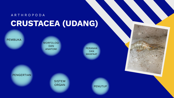 (CRUSTACEA) UDANG ARTHROPODA by Agus Suarbawa on Prezi