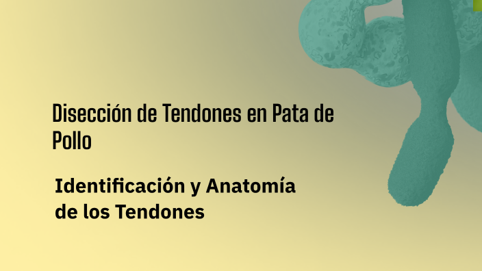Disección de Tendones en Pata de Pollo by Ximena González | Colegio ...