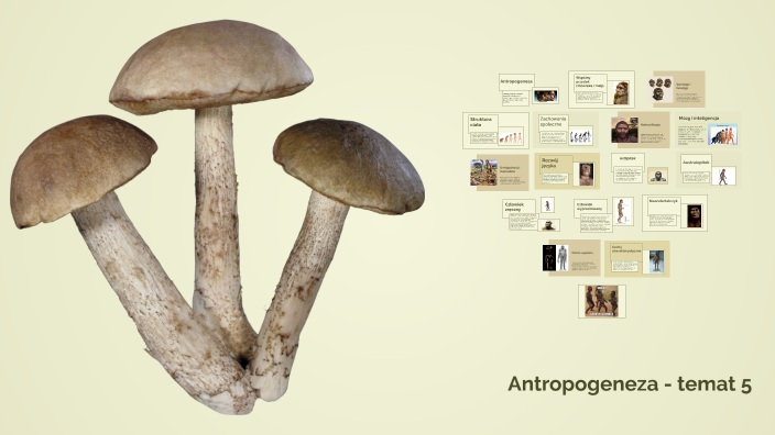 Antropogeneza by Julia Nierodzik on Prezi
