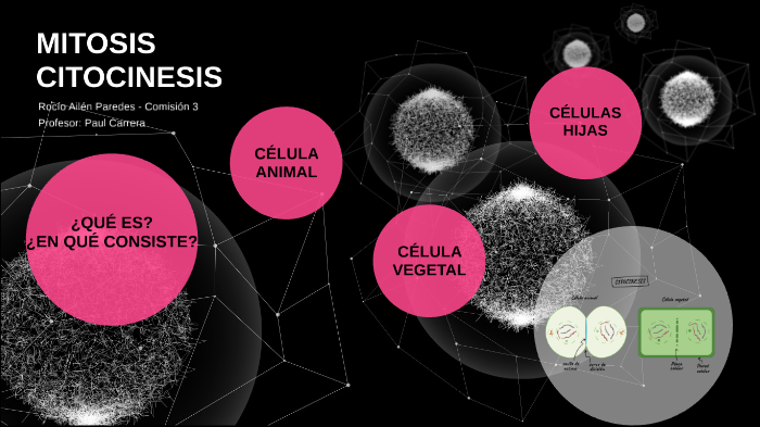 MITOSIS - CITOCINESIS by rocio . on Prezi