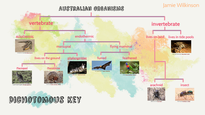 Organism Dichotomous Key by Jamie Wilkinson on Prezi