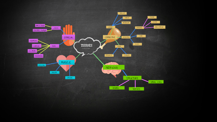 Tissues Mind Map by Jamie-Lee Nguyen on Prezi