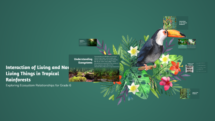 Interaction of Living and Non-Living Things in Tropical Rainforests by ...