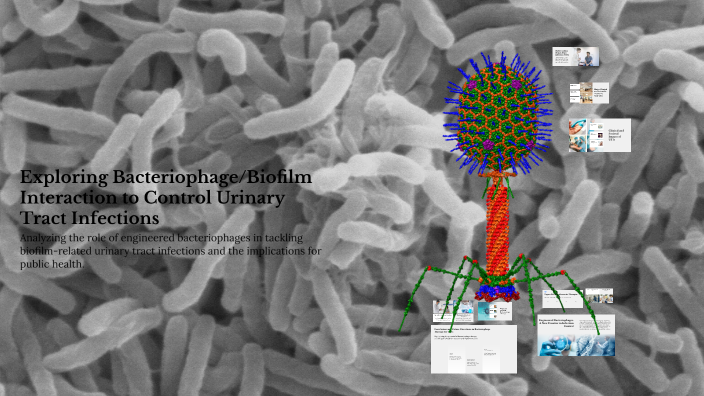 Exploring Bacteriophage/Biofilm Interaction to Control Urinary Tract ...