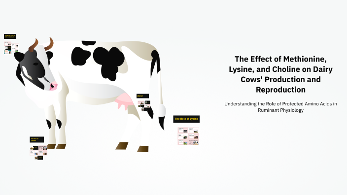 The Effect of Methionine, Lysine, and Choline on Dairy Cows' Production ...