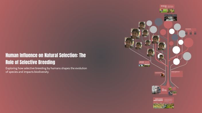 Human Influence on Natural Selection: The Role of Selective Breeding by ...