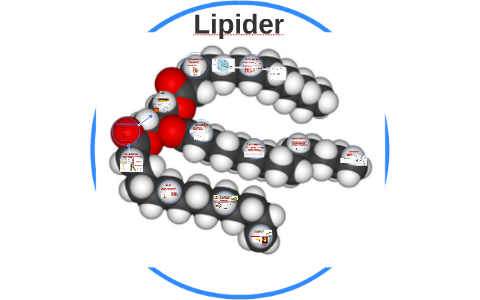 Lipider by on Prezi