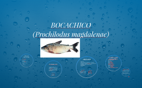 BOCACHICO by Andrea Ospina Sanchez on Prezi