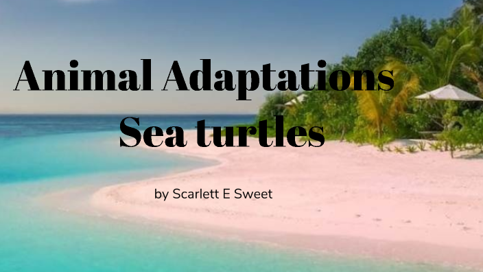 Animal Adaptations/Sea turtles by Scarlett Sweet on Prezi