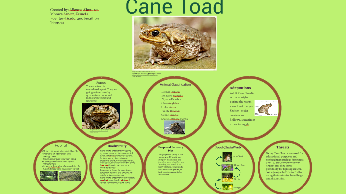 Cane toad by Monica Arnett on Prezi