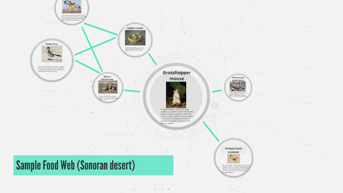 Sample Food Web (Sonoran desert) by Qadri Tung