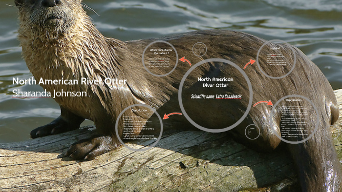 North American River Otter by sharanda johnson on Prezi