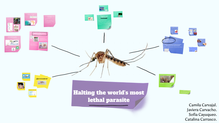 Halting the World s Most Lethal Parasite by javiera carvacho on Prezi