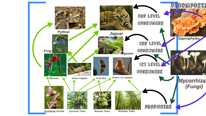 Tropical Rain Forest Food Chain by Bri ... on Prezi