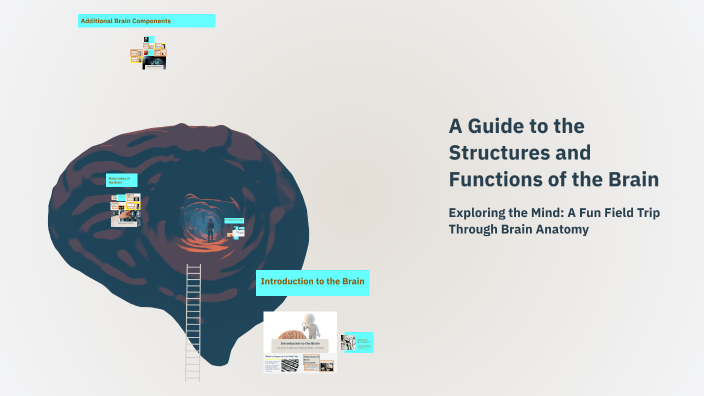 A Guide to the Structures and Functions of the Brain by Leslie V on Prezi