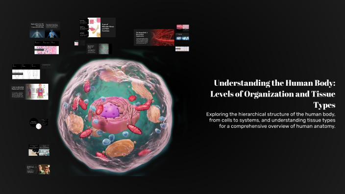 Understanding the Human Body: Levels of Organization and Tissue Types ...