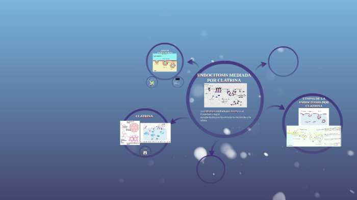 ENDOCITOSIS MEDIADA POR CLATRINA by Laura Sanabria on Prezi