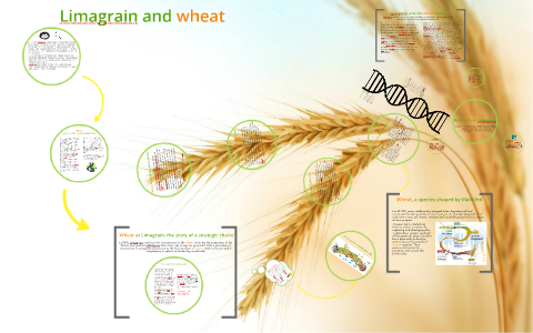 Limagrain and wheat by eric S on Prezi