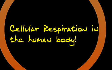 Cellular Respiration and Sea Turtles! by Ashley Smalstig on Prezi