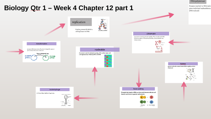Biology Qtr 1 – Week 4 Chapter 12 part 1 by luis medina on Prezi