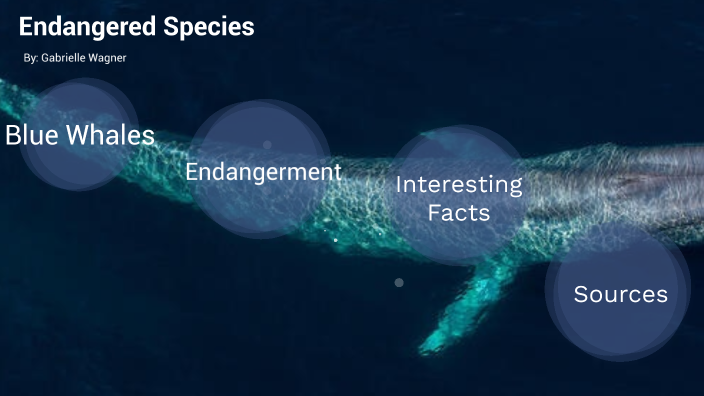 Blue Whales: An Endangered Species by Gabrielle Wagner on Prezi