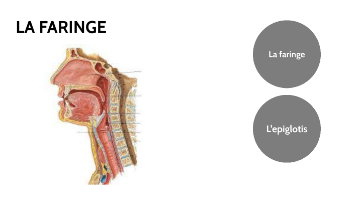 La faringe by Adrián Arévalo Tiburcio on Prezi