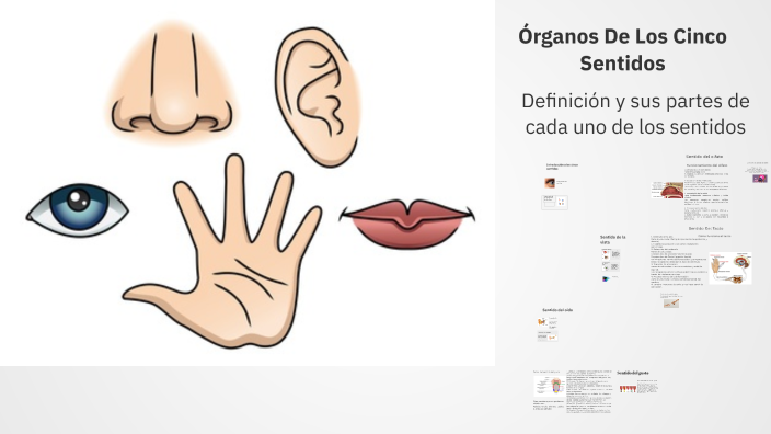 Órganos De Los Cinco Sentidos by Johan Pava on Prezi