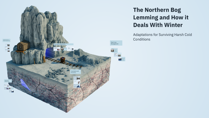 The Northern Bog Lemming and How it Deals With Winter by V B on Prezi