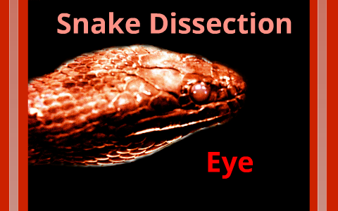 Snake dissection by Brandon Stark on Prezi