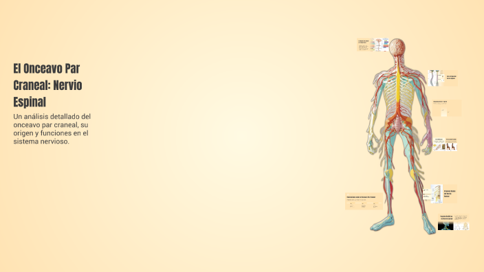 El Onceavo Par Craneal: Nervio Espinal by Brandon Marin on Prezi