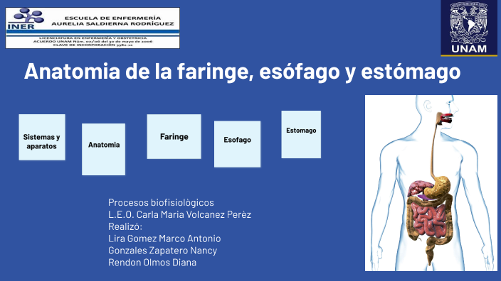 Anatomia, de la faringe, esofago y estomago by Diana Rendòn
