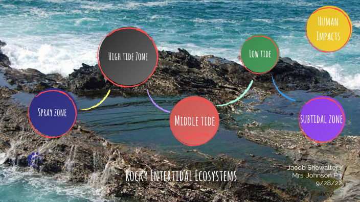 Rocky intertidal ecosystems by Jacob D. Showalter on Prezi