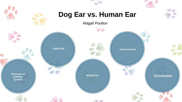 Dog Ear Vs. Human Ear by Abby Poulton on Prezi