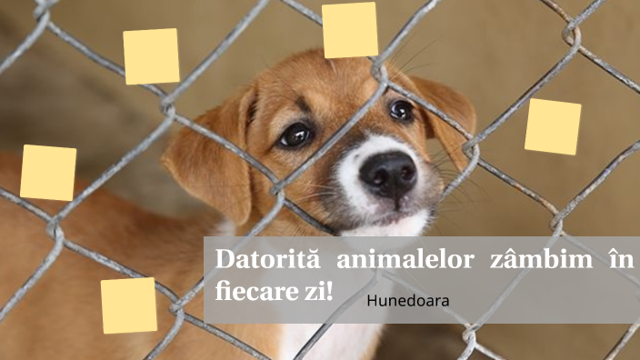 Adapostul de animale by Duduianu Cristina on Prezi