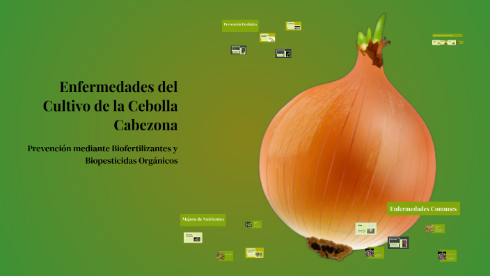 Enfermedades del Cultivo de la Cebolla Cabezona by Erick Daniel on Prezi