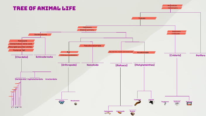 Tree of Animal Life - Jazmyn Oliver by Jazmyn Oliver on Prezi