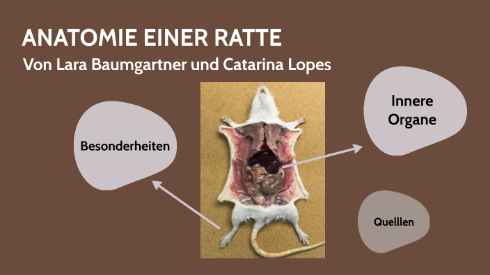 Rattensektion by Lara Baumgartner on Prezi