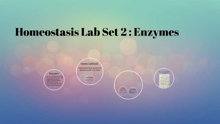Homeostasis Lab Set 2 : Enzymes by Hannah Manetta on Prezi