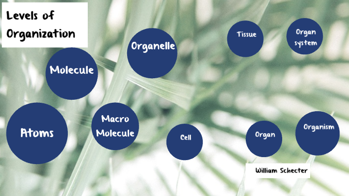 Levels of Organization by William Schecter on Prezi