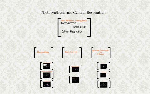 Photosynthesis and Cellular Respiration A.P Biology Project by Jenna ...