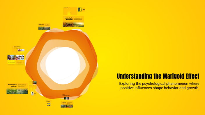 Understanding the Marigold Effect by Dinah Ladd on Prezi