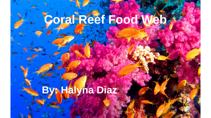 Coral Reefs Food Web by Halyna Diaz on Prezi