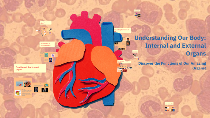 Understanding Our Body: Internal and External Organs by eman alnablsi ...