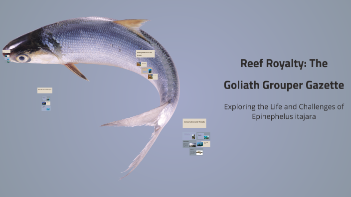 Reef Royalty: The Goliath Grouper Gazette by Dariel Cueto on Prezi