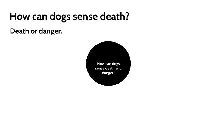 How can dogs sense death or danger? by Ever Ortiz (STUDENT) on Prezi